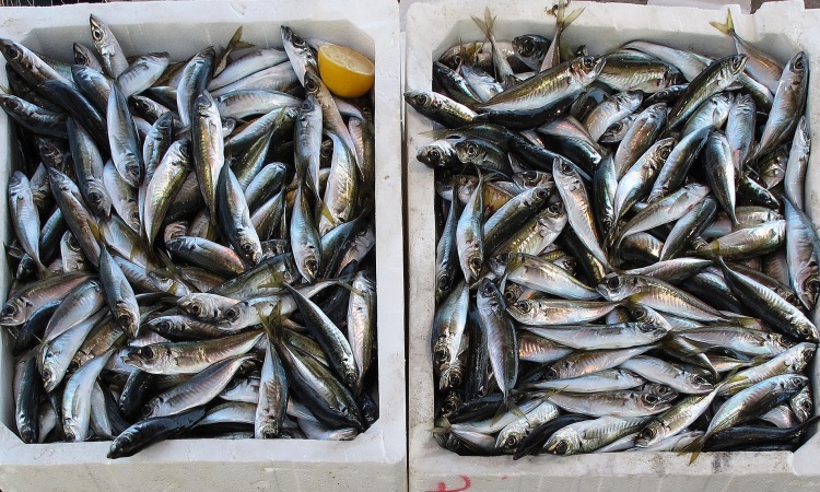 Fermenting fish to reduce cholesterol • healthcare-in-europe.com