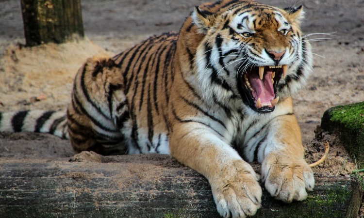 Stress makes it harder for us to sense new dangers • healthcare-in ...