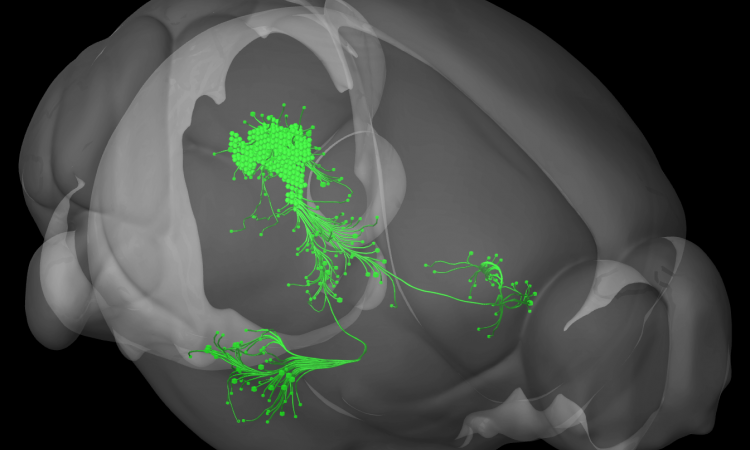 "Happiness hormone" controls fear memories • healthcare-in-europe.com