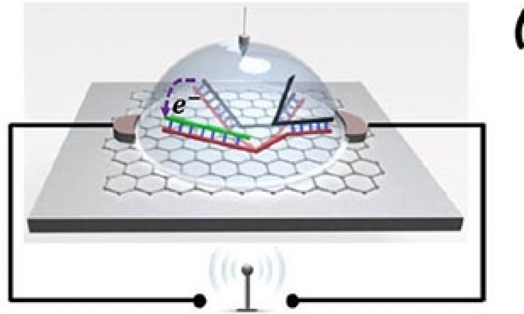 Biosensor Chip Detects Genetic Mutation With Higher Sensitivity