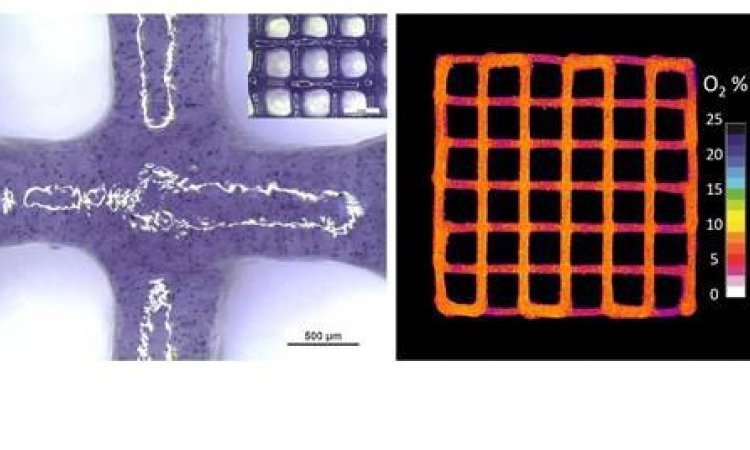 Bioprinting von künstlichen menschlichen Geweben • healthcare-in-europe.com