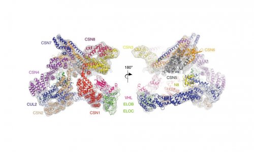 Mapping cancer-related proteins in unprecedented detail • healthcare-in ...