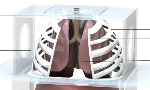 Biohybrid model re-creates respiration mechanics • healthcare-in-europe.com