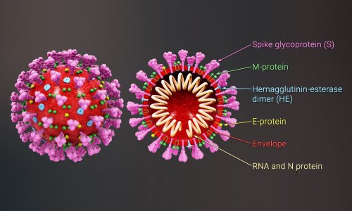 The effect of vitamins, steroids and potential antivirals on SARS-CoV-2 ...