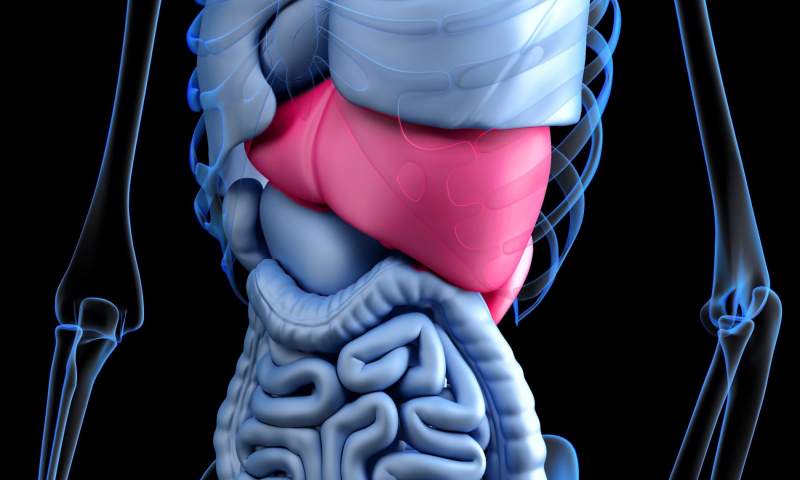 New imaging method to detect and monitor liver disease • healthcare-in ...
