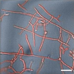 healthcare-in-europe.com