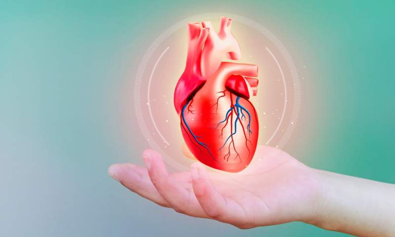 Repairing heart damage: Breakthrough in vascularized heart organoids ...