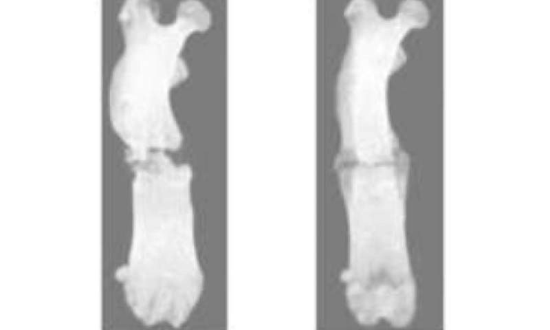 Healing skeletal injuries with synthetic bone • healthcare-in-europe.com