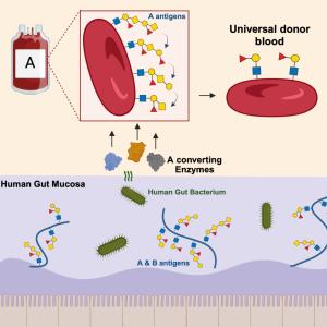MAL: new blood group system discovered • healthcare-in-europe.com