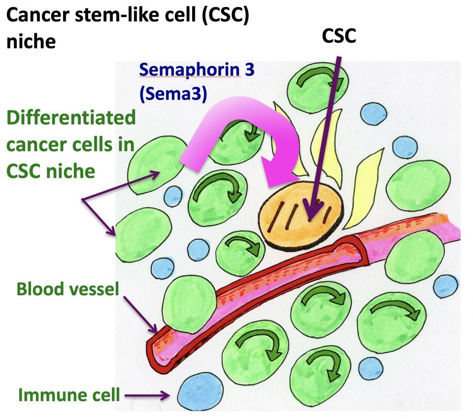Important signaling pathway in breast cancer revealed • healthcare-in ...