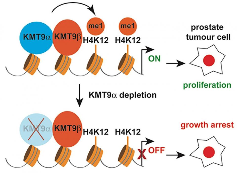 'Stopp-Schalter' für therapieresistenten Prostatakrebs • healthcare-in ...