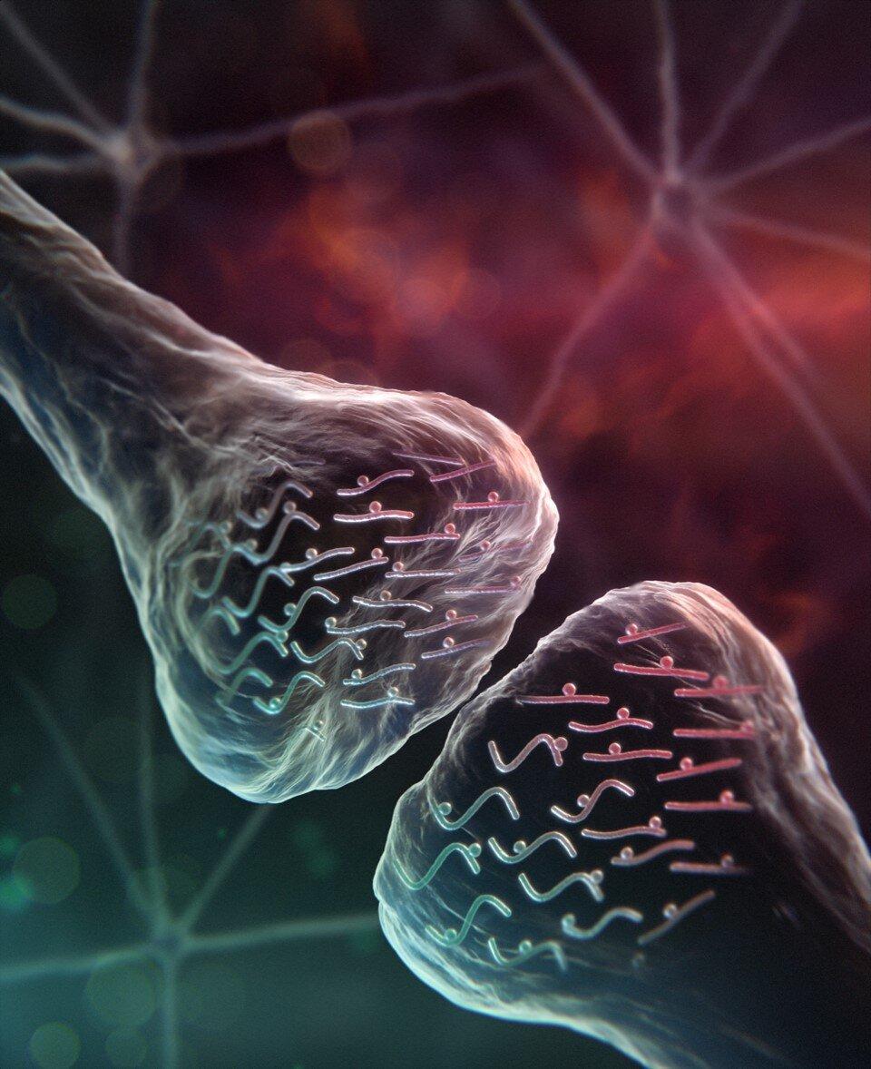 Sleep and synaptic rhythms • healthcare-in-europe.com