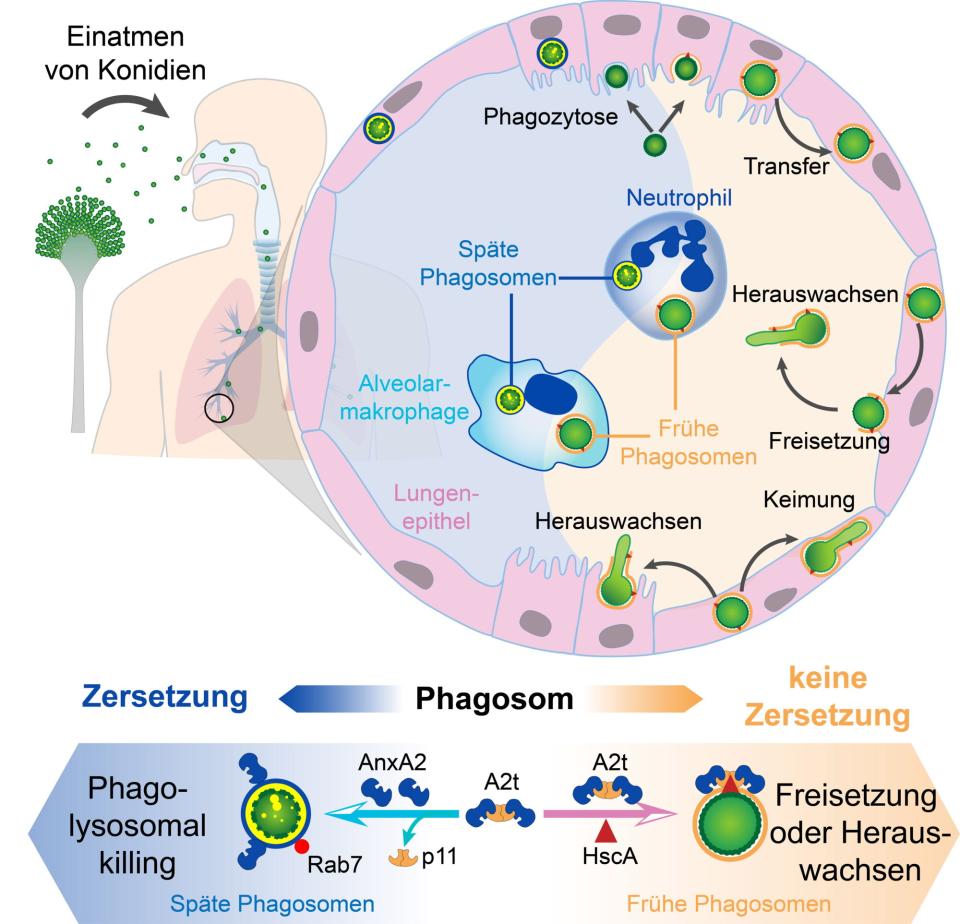 Apergillose: Wie Pilzsporen Lungenzellen "kidnappen" • healthcare-in ...