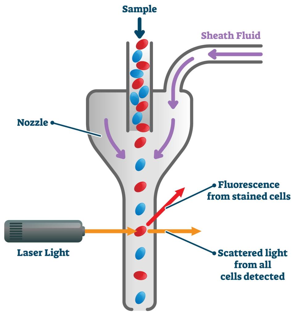Detecting and measuring nanoplastics in the blood stream • healthcare ...