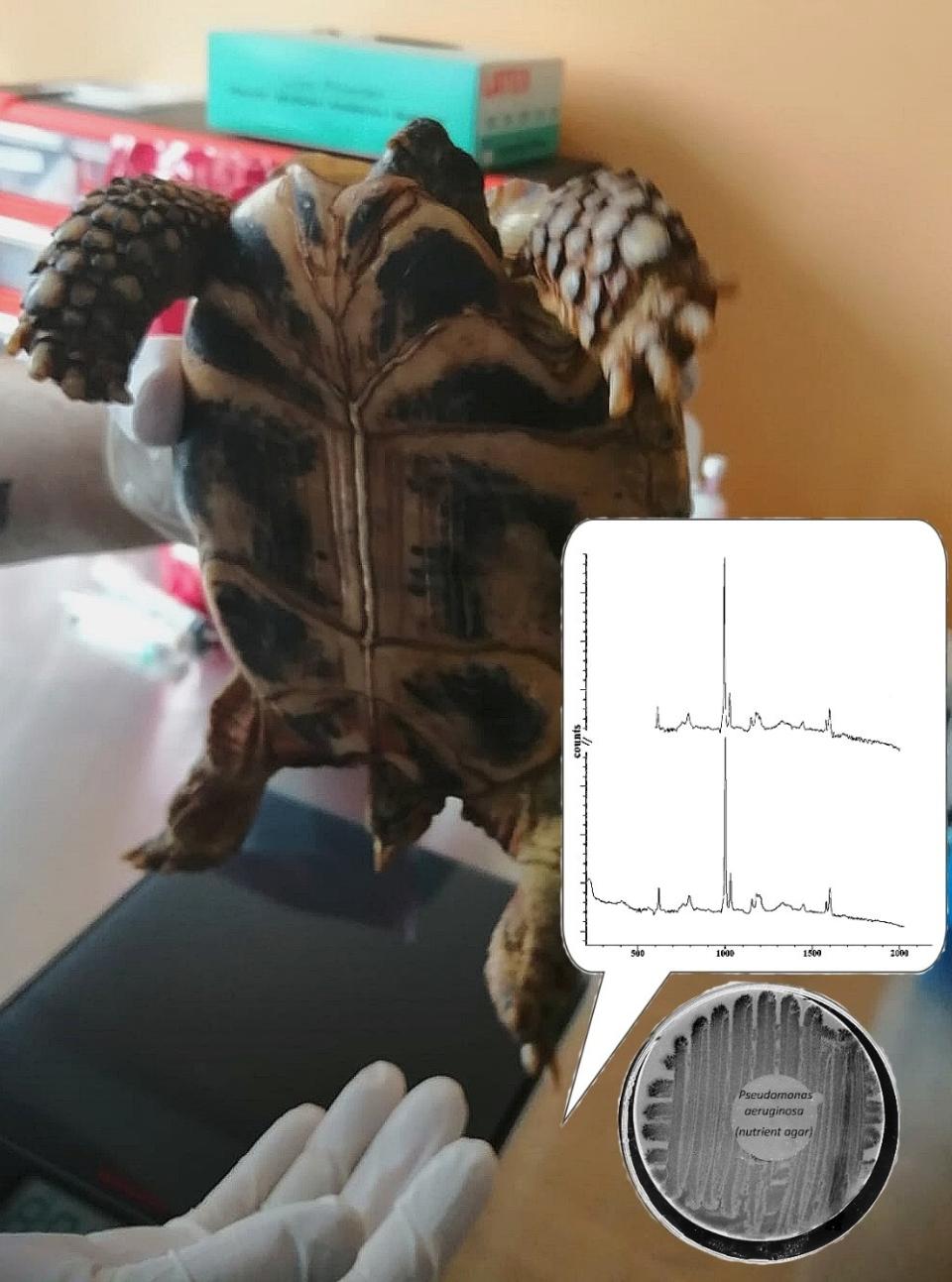 Novel bacteria identification methods to speed up disease diagnosis ...