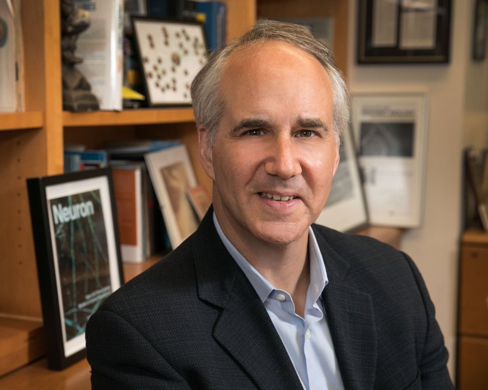 These genetic ‘switches’ determine our brain development • healthcare ...